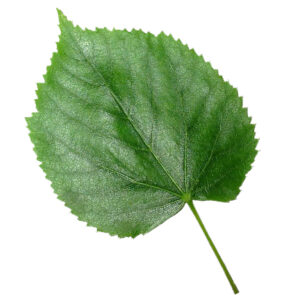 Forest – COLLABO-CAMP