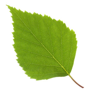 Forest – COLLABO-CAMP