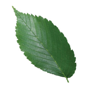 Forest – COLLABO-CAMP