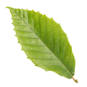 Forest – COLLABO-CAMP