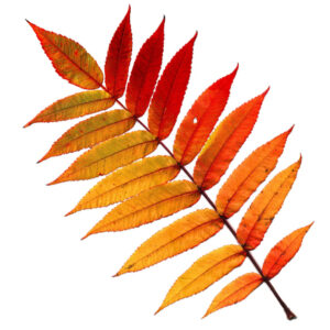 Forest – COLLABO-CAMP